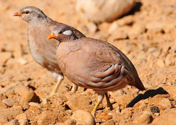 鹑族 Perdicini 蓝色动物学（中国动物学科普）
